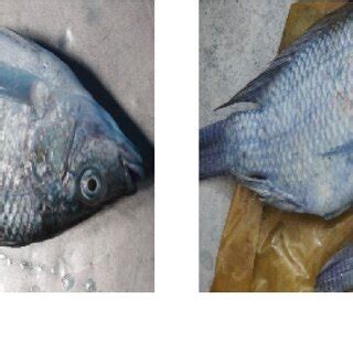 PDF Detection Of Fish Freshness Using Artificial Intelligence Methods