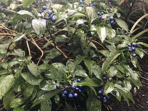 Dichroa Febrifuga ‘ubc Form Secret Garden Growers