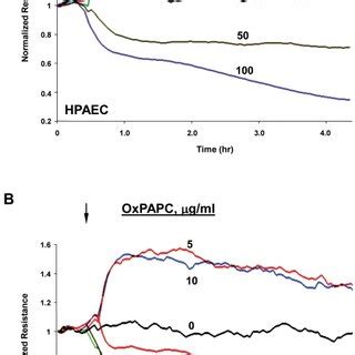A Human Pulmonary Artery Endothelial Cells HPAEC And B Human Download Scientific Diagram