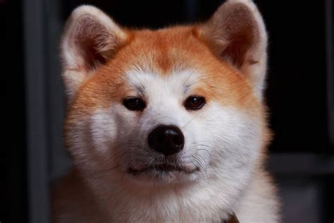 Pourquoi Lakita Inu Séduit Autant Un Chien Noble Au Tempérament