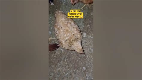 আলহামদুলিল্লাহ গত কয়েকদিন পরে মুরগির বগল আসলাম Foryou Chicken Youtube