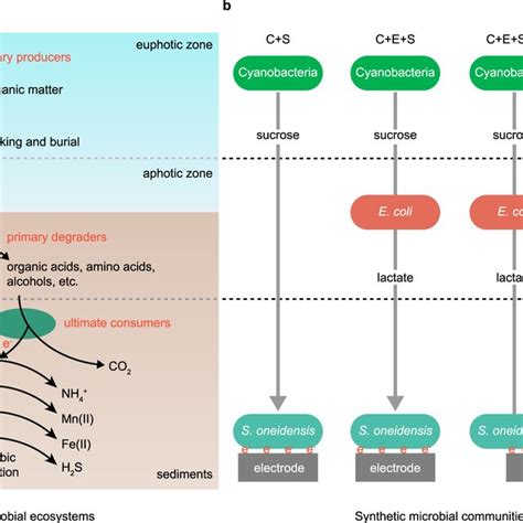 The Structure Comparison Of The Marine Microbial Ecosystems And The Download Scientific Diagram