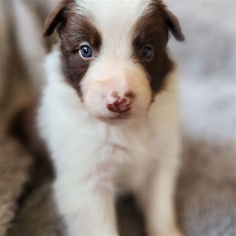Border Collie Puppies For Sale Willowcreek Border Collies