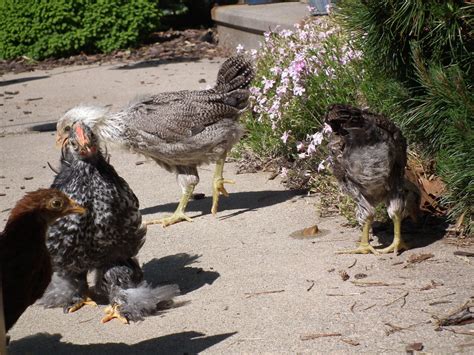 5 6 Week Old Easter Egger Gender Backyard Chickens Learn How To Raise Chickens