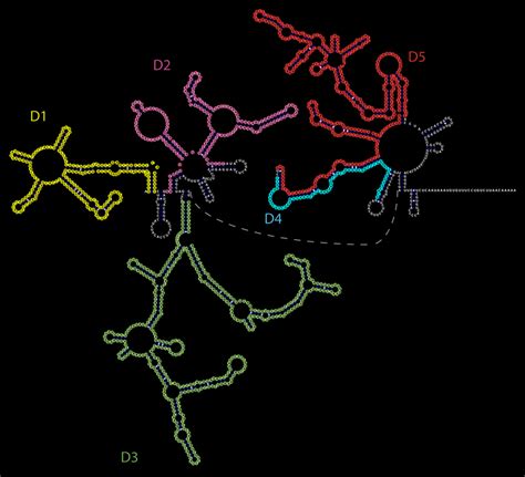 Experimental Secondary Structure Map Of Meg3v9 Obtained By Chemical Download Scientific Diagram