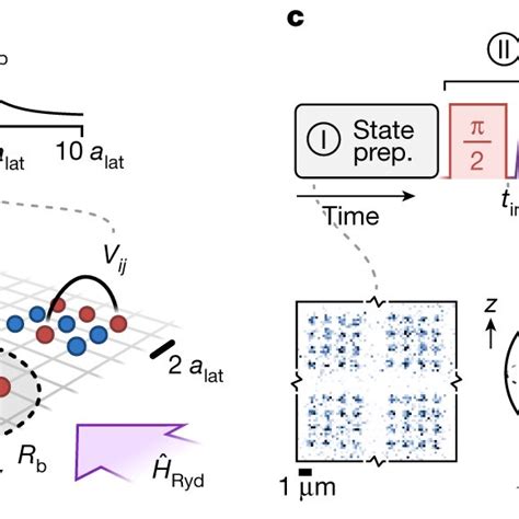 Spin Squeezing In A Rydberg Dressed Array Of ⁸⁸sr Atoms A Atomic Download Scientific Diagram