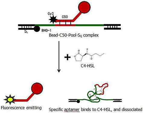 Schematic Of Aptamer Screening By Structure Switching Download Scientific Diagram