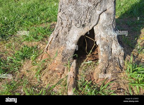 Old Tree Trunk With A Hole In The Base Stock Photo Alamy