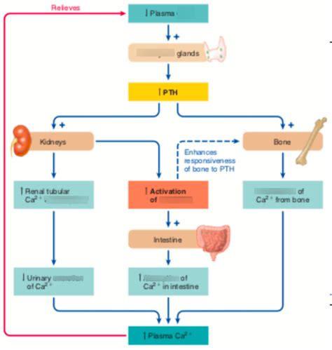 Diagram Of Vets6108 Endocrinology Parathyroid Hormone Pth Quizlet