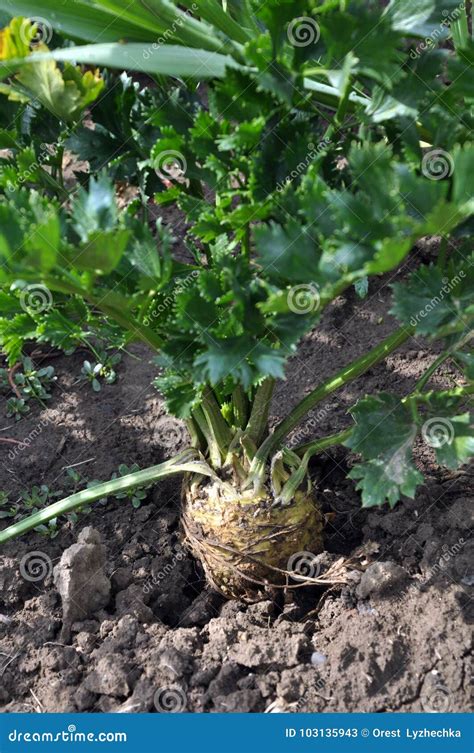 In Organic Soil Parsnip Grows Stock Image Image Of Healthy Leaves
