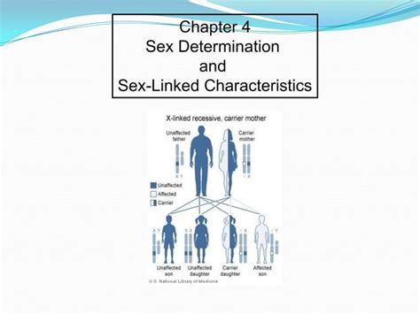 Genetics Lecture 2 Pw2012 Ppt