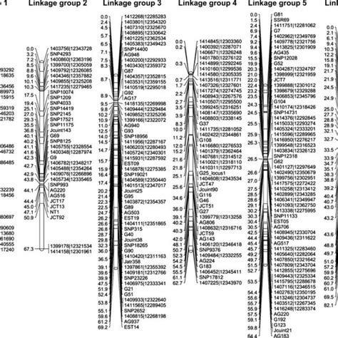 Integrated Genetic Map For Linkage Groups 16 Of Jatropha Curcas