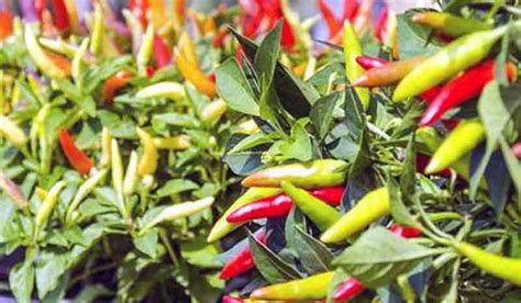 Cara Menanam Cabe Di Polybag Agar Berbuah Lebat Id