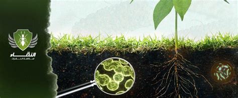 المكافحة الميكروبية النقاء لمكافحة الحشرات برأس الخيمة الأمارات العربية المتحدة