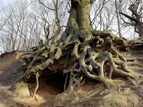 Majestic Tree Roots Along The River Wear In Biddick