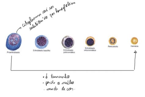Cartões Hemograma Quizlet