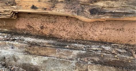 What Does Carpenter Ant Damage Look Like Critter Stop