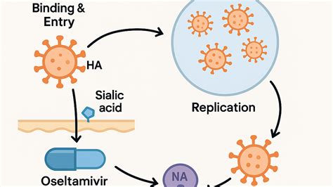 On Hepatic Encephalopathy