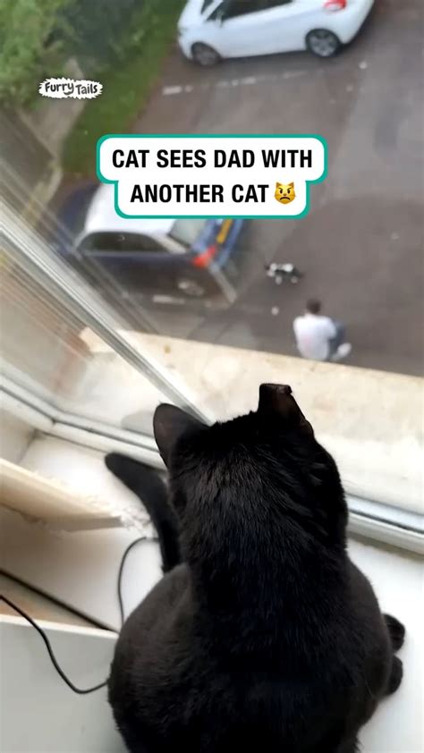 disowned cat dad r holdmycatnip