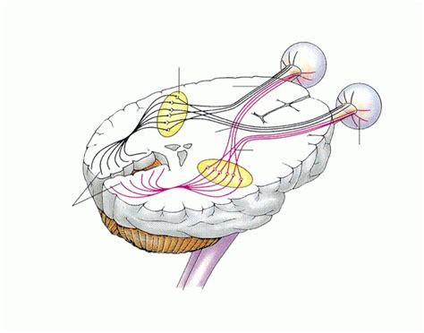 Eye To Visual Cortex Quiz
