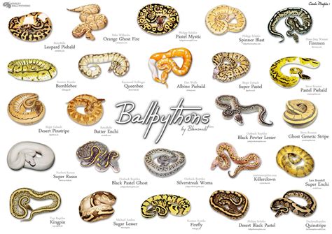 Ball Python Morph Chart Educational Chart Resources