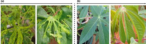 Cassava Molecular Genetics And Genomics For Enhanced Resistance To Diseases And Pests Ntui