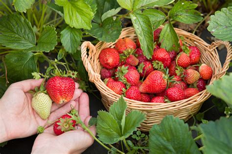 농장에서 유기농 딸기를 따기 여자의 손에 상단 보기 수확 건강 한 식사와 Lyfestyle 건강한 생활방식에 대한 스톡 사진 및