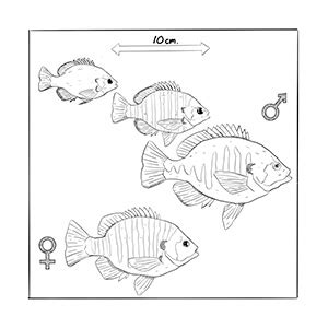 Amazon Com The Sexual Evolution A Provocative Look At Sexual Behavior Through The Lens Of