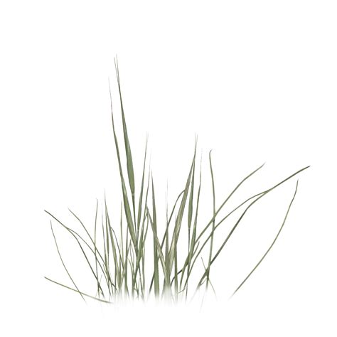Tall Grass Home Decor