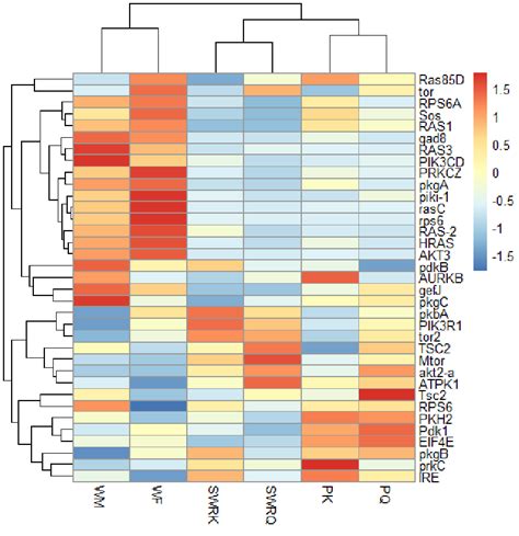 The Heat Map Indicates The Differentially Expressed Gene DEGs