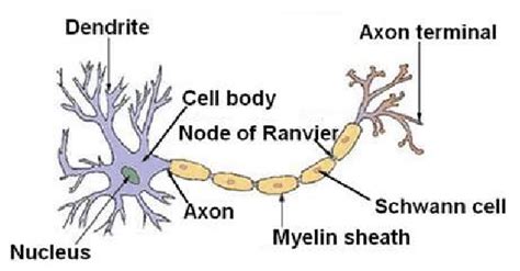 A Biological Neuron Dendrites Connect To Neighbouring Neurons
