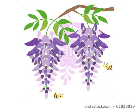 Wisteria Flower 3 Stock Illustration 61828839 Pixta