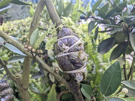 Air Layering Propagation Method On Tree Stock Image Image Of Green Growth 356218279 Air Layering Propagation Method On Tree Stock Image Image Of Green Growth 356218279