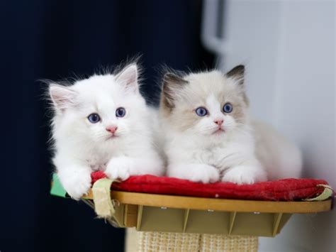 랙돌 기본정보 캐터리 분양 블루 씰바이 렉돌 고양이 포토 성격 특징 소개 네이버 블로그