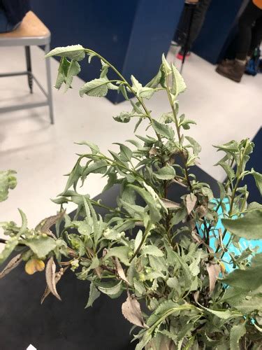 Plant Taxonomy Flashcards Quizlet
