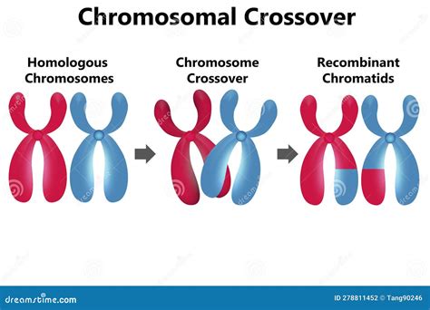 Diagram Of Chromosomal Crossover Isolated Stock Illustration Illustration Of Diagram Genome