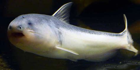 Korban Ikan Candiru