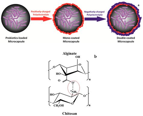 Coatings Free Full Text Chitosan Coating Applications In Probiotic Microencapsulation