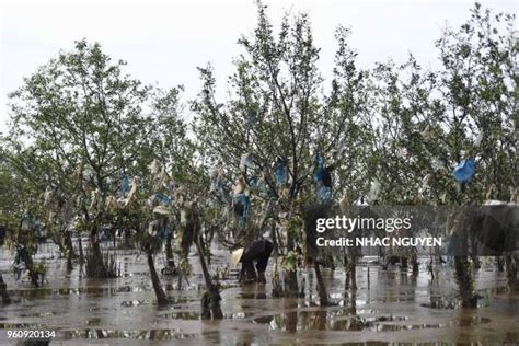 Shell Vietnam Photos And Premium High Res Pictures Getty Images