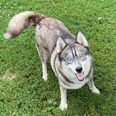 Suki Siberian Husky Girl Puppy Id 25566