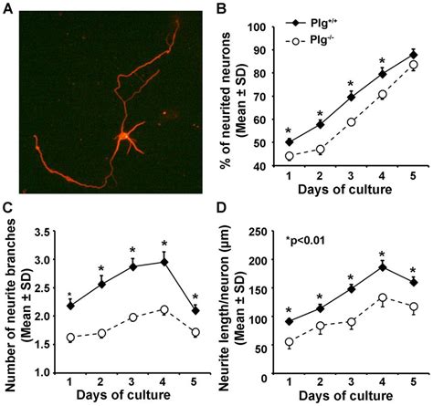 Neurite Outgrowth In Primary Cultured Cortical Neurons Harvested From