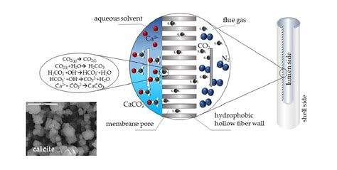Membranes Free Full Text Innovative Gas Liquid Membrane Contactor Systems For Carbon Capture