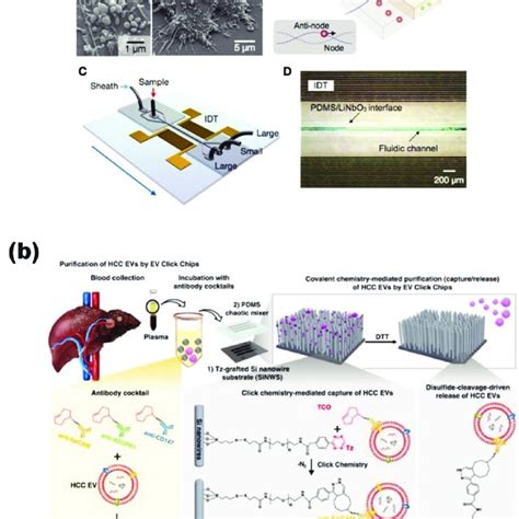 Summary Of Different Exosome Characterization Techniques Download