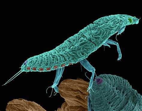Soft Scale Insect Photograph By Dennis Kunkel Microscopyscience Photo