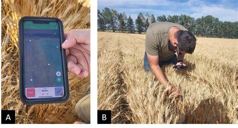 Exploring And Understanding More On Grain Yield Forecasting Olds