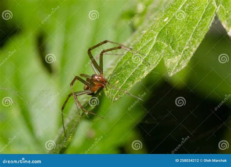 Natural Linyphia Triangularis Spider Summer Sunny Day Natural Environment Macro Photo Stock