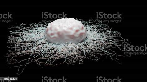 조직에 걸쳐 통제할 수 없는 암세포 성장 종양 감염 세포 및 확산 침습성 염증 및 전이 암성 복제 세포 확장 질병 3d 렌더링으로 재현 3차원 형태에 대한 스톡 사진 및
