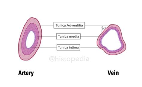 Cross Sectional Histology Of Artery And Vein Arteries And Veins Arteries Medical School