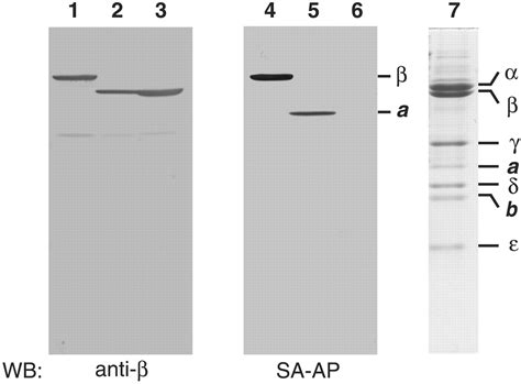 Subunit Rotation Of Atp Synthase Embedded In Membranes A Or β Subunit Rotation Relative To The