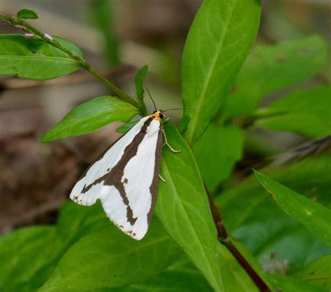 About Lecontes Haploa Moth Maryland Biodiversity Project